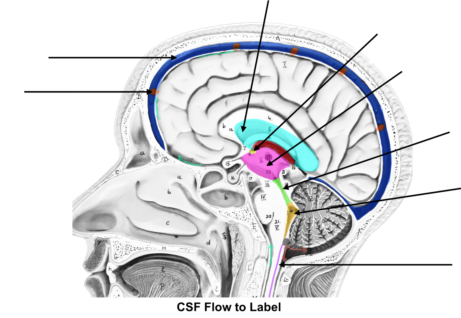 Brain and Cranial Nerves Lab – Anatomy and Physiology I OER Lab Manual