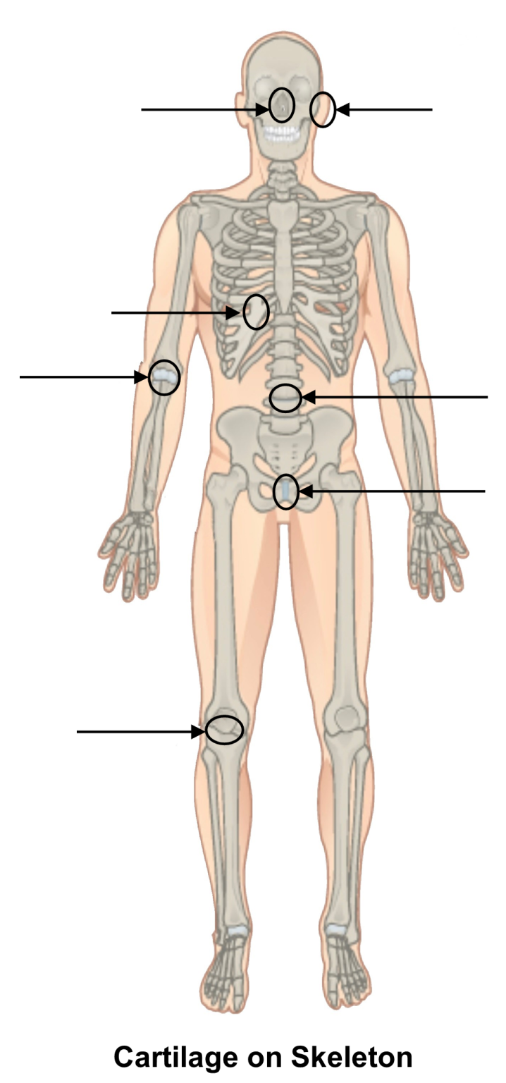 Introduction to Bones Lab – Anatomy and Physiology I OER Lab Manual