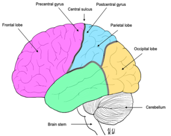 Brain and Cranial Nerves Lab – Anatomy and Physiology I OER Lab Manual