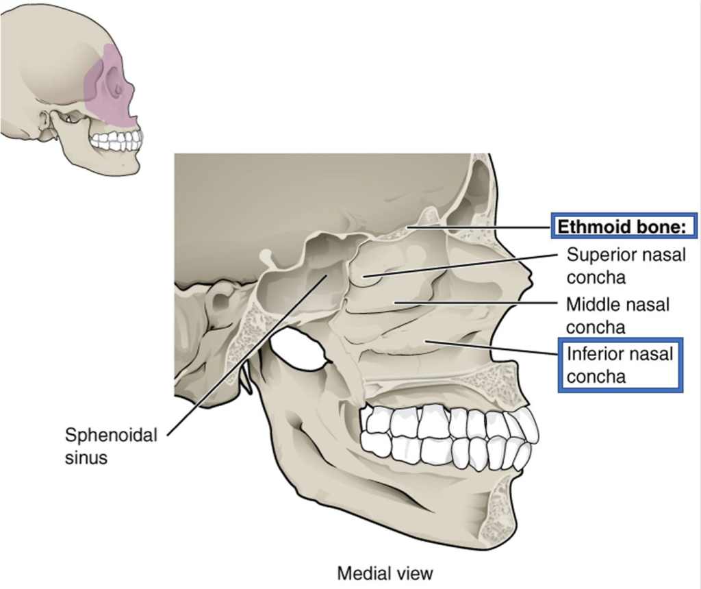 Axial Skeleton Lab – Anatomy and Physiology I OER Lab Manual