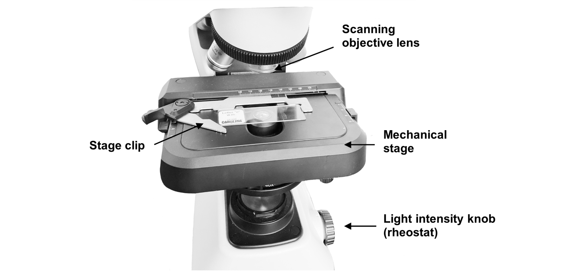 Microscope Lab – Anatomy and Physiology I OER Lab Manual