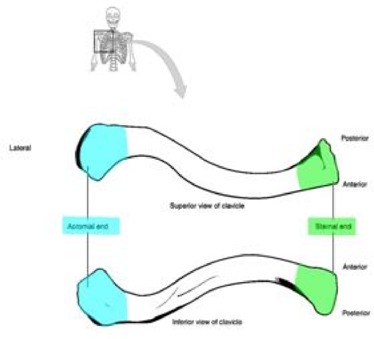 Appendicular Skeleton Lab – Anatomy and Physiology I OER Lab Manual