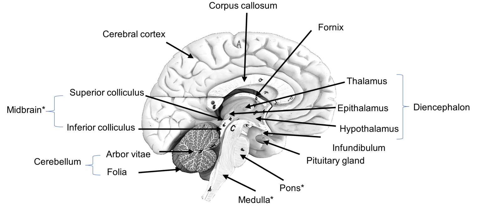 Brain and Cranial Nerves Lab – Anatomy and Physiology I OER Lab Manual