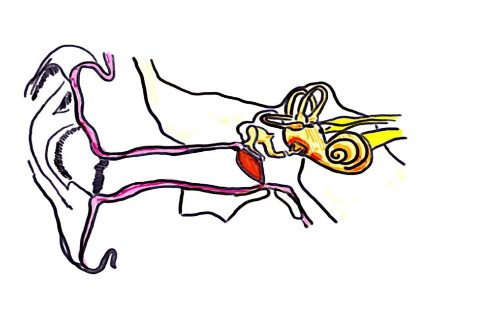 Special Senses Lab – Anatomy and Physiology I OER Lab Manual